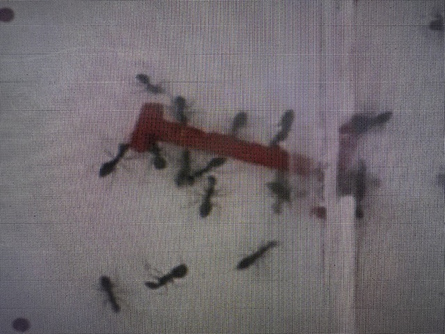 The Ants Go Problem-solving – Pearls of Peace: A Family Psychologist’s ...